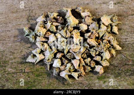 Burzel Thorn Fruit (Tribuli Fructus), cut out, object Stock Photo - Alamy