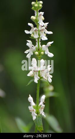 Stachys recta grows in the wild among grasses Stock Photo - Alamy