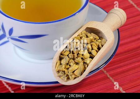 Cup of Baikal hellebore root tea, Huang Qin (Scutellaria baicalensis ...