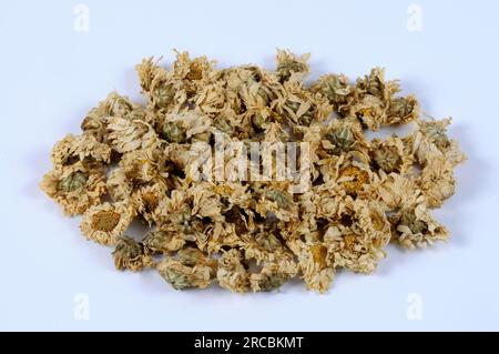 Chrysanthemum flowers (Chrysanthemi Flos) (Anthemis grandiflorum), free ...