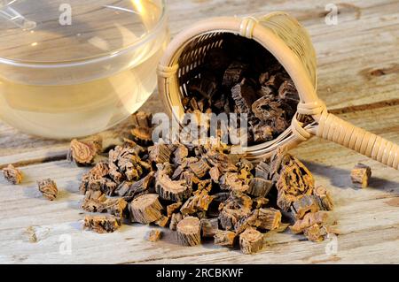 Cup of gentian root tea, large-leaved gentian root (Gentianae ...