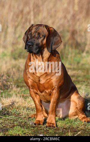 Hanoverian Welding Dog, Hanoverian Stock Photo - Alamy