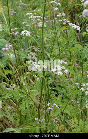 Torilis japonica grows among the herbs in the wild Stock Photo - Alamy