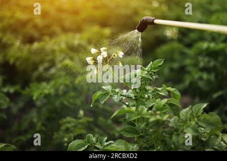 Spraying blooming potatoes plantation with pesticides by the ...
