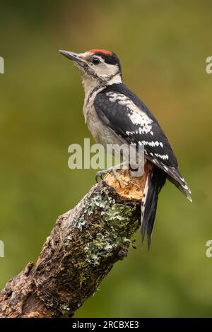Juvenile Great Spotted Woodpecker perched on a tree stump. Bergisches ...