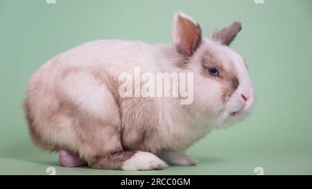 Portrait of a gray and white fox dwarf rabbit with large testicles ...