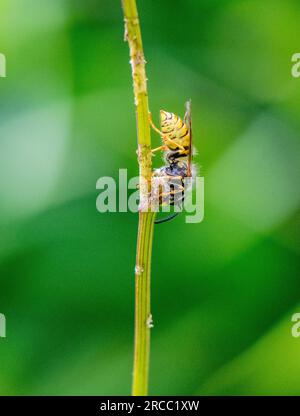 Common worker Wasp chewing off the outer layer of a plant stem to ...
