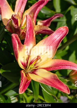 'Double Sensation' Asiatic Lily, Asiatisk lilja (Lilium asiatica Stock ...