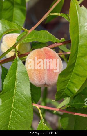 'Frost' Peach, Persika (Prunus persica Stock Photo - Alamy