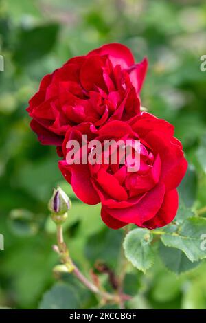 'Hope for Humanity' Shrub Rose, Buskros (Rosa Stock Photo - Alamy