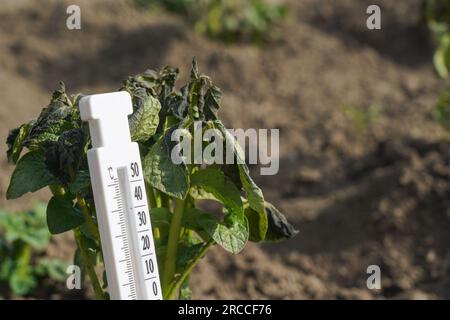 Potato plants damaged by the frost. Potato plants showing signs of ...