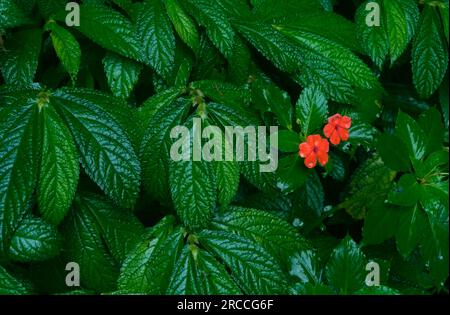 Strobilanthes crispa or commonly known as pecah beling plan in ...