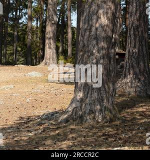 Airy and light forest, path, roots, and pine trees. Strong trunks and ...