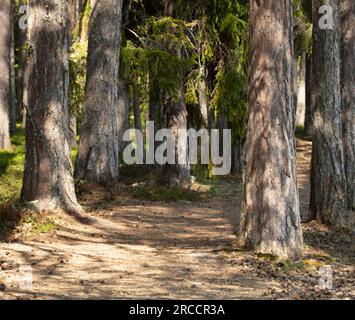 Airy and light forest, path, roots, and pine trees. Strong trunks and ...
