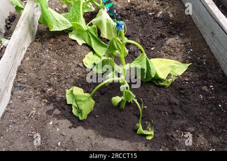 Spoiled cucumber, dry season. Ecological threat in agriculture. Spoiled ...