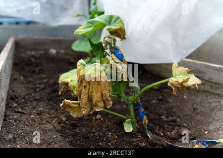Spoiled cucumber, dry season. Ecological threat in agriculture. Spoiled ...