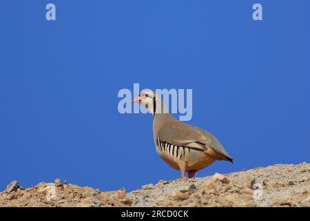 Leipsoi, or Lipsi island, Dodecanese Islands, Aegean Islands, Greece ...