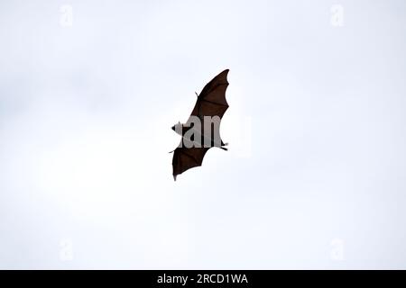 Bats are the only mammals that can fly. Instead of arms or hands, they ...