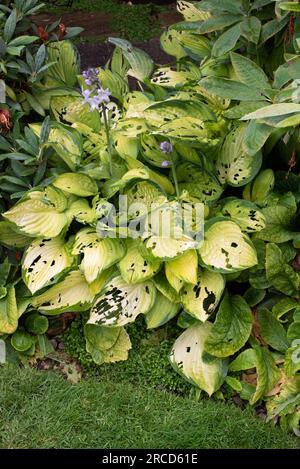 Hosta leaves damaged by snails or slugs, garden pests Stock Photo - Alamy