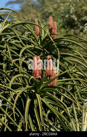 Large salmon pink tubular flowers of Aloe Barberae, tree aloe, native ...