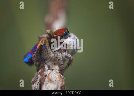 Male Maratus gemmifer. A Western Australian Peacock Spider in his ...