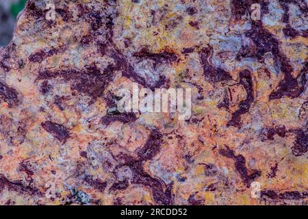 Fossil, ichnofossil - paleontological study, natural history ...