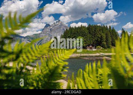house at lake Arnisee in the Urner Alps see through ferns in summer ...