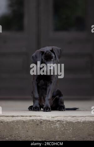 Portrait of an adorable cute 14 week old pedigree black Labrador puppy ...