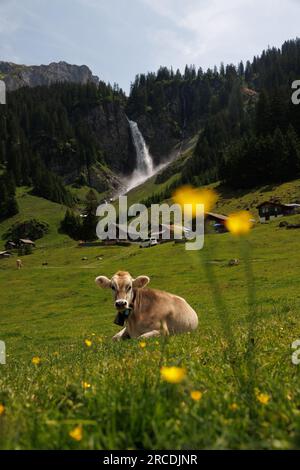 swiss cow lying in front of Stäuber Waterfall, Uri Stock Photo - Alamy