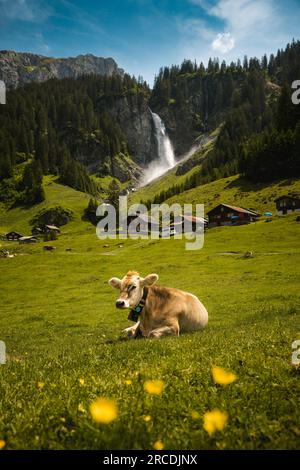 swiss cow lying in front of Stäuber Waterfall, Uri Stock Photo - Alamy