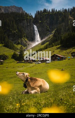 swiss cow lying in front of Stäuber Waterfall, Uri Stock Photo - Alamy