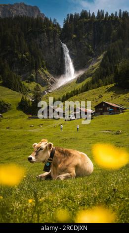 swiss cow lying in front of Stäuber Waterfall, Uri Stock Photo - Alamy