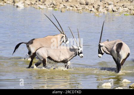 Gemsbok or Orix antelope at Okaukuejo waterhole, Etosha National Park ...