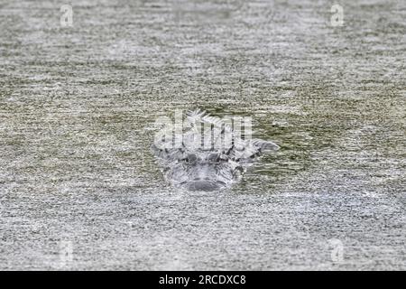 American alligator (A. mississippiensis) in a heavy rainfall. March in ...