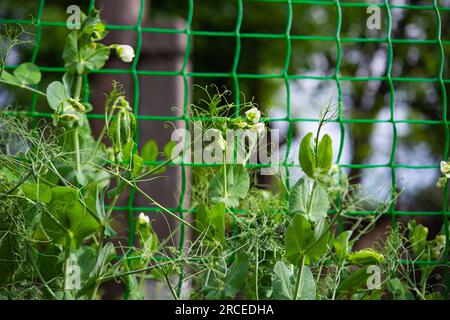 blooming green pea growing on a net Stock Photo - Alamy
