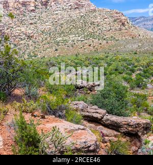Wildflowers and The Wilson Cliffs Along The SMYC Trail, Red Rock Canyon ...