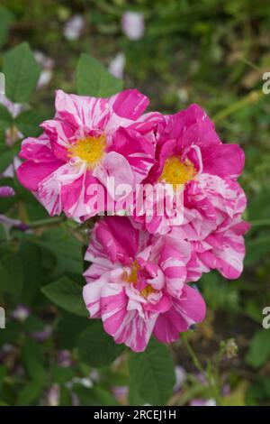 Striped summer flowers of species rose Rosa Mundi in UK garden June ...