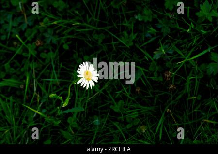 A single daisy growing in a field of green Stock Photo - Alamy
