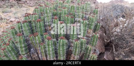 The Dagmus plant (Moroccan Mound CactusEuphorbia resinifera) is a semi ...