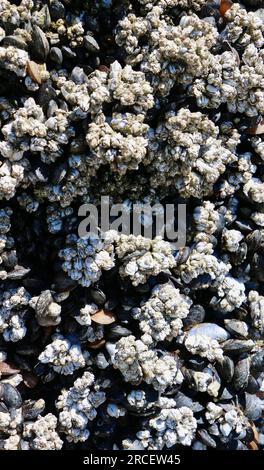 Marine animals Barnacles Cirripedia and mussels Mytilus edulis attached ...