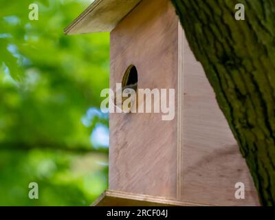 A young red squirrel peeping out of a wooden nesting box. UK Stock ...