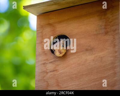 A young red squirrel peeping out of a wooden nesting box. UK Stock ...