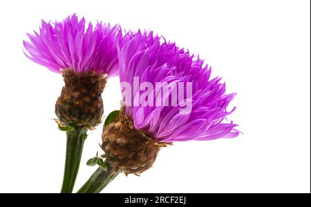 cornflower lilac isolated on white background Stock Photo - Alamy