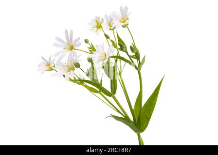flowers Starflower lanceolate isolated on white background Stock Photo ...