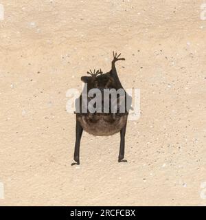 Greater Sac-winged Bat (Saccopteryx bilineata), La Selva Biological ...