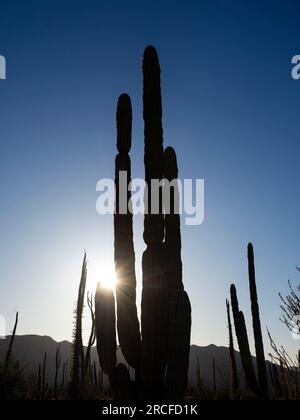 Cardon cacti (Pachycereus pringlei) cactus desert at La Ventana, Baja ...