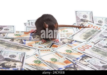 rat with dollars isolated on white background Stock Photo - Alamy