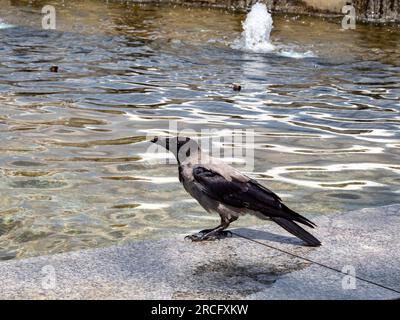 A crow drinks water from a fountain in the Saxon Park in Warsaw, Poland ...