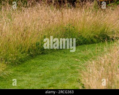 Wildlife friendly garden with path mown through flowering lawn and ...