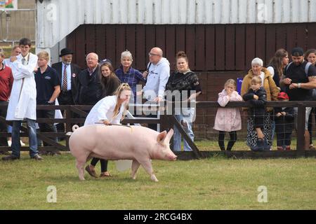 Judging Pigs at the Great Yorkshire Show, Northen England Stock Photo ...